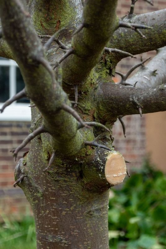 Late winter gardening jobs - what to do and what not to do! - The ...