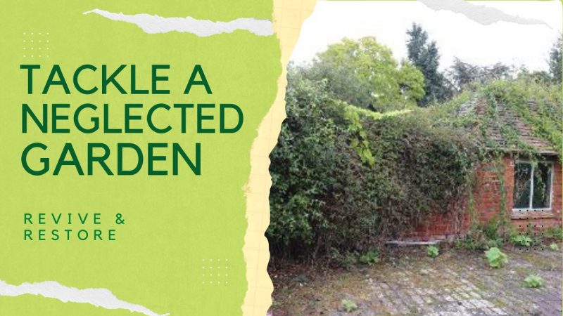 Where do you start with a neglected garden? - The Middle-Sized Garden ...