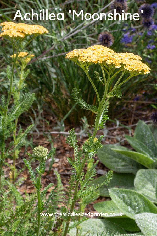 10 Beautiful But Tough Perennials For Too Wet And Too Dry Summers The