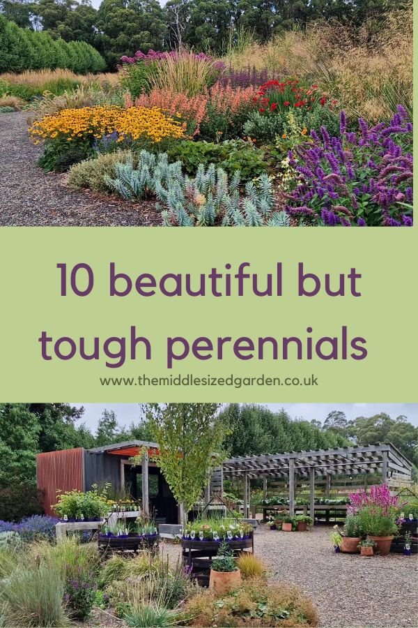 10 Beautiful But Tough Perennials For Too Wet And Too Dry Summers The