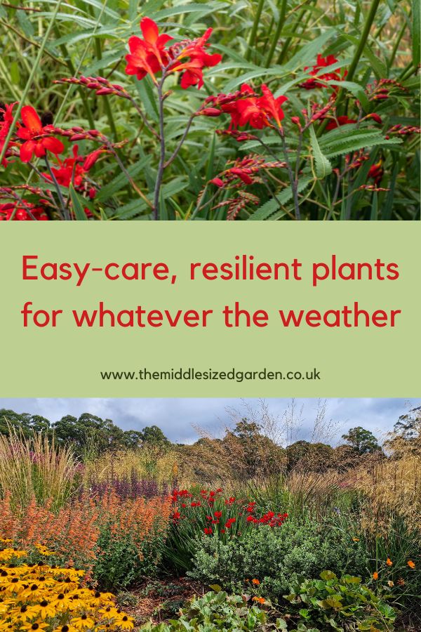 10 Beautiful But Tough Perennials For Too Wet And Too Dry Summers The