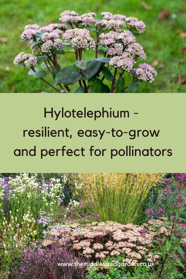 10 top autumn garden tips and plants - The Middle-Sized Garden ...