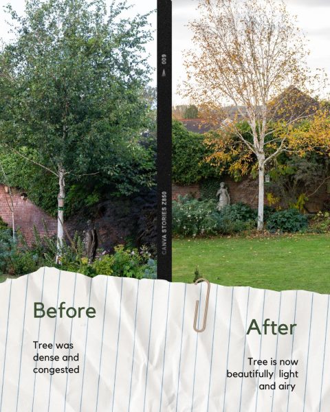 Top tips for trees - what you really need to know before you prune your ...