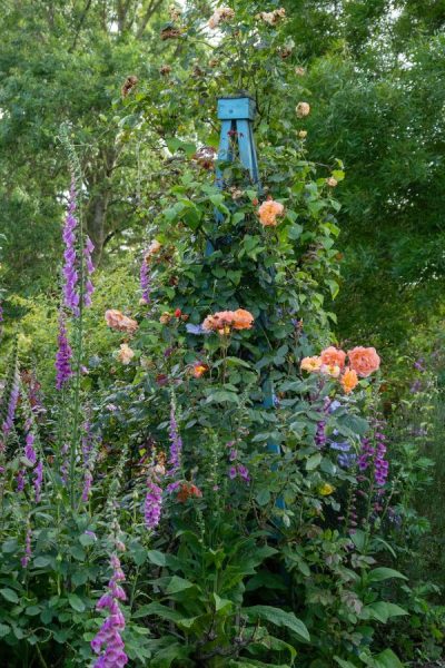 Rose garden ideas - how to choose a rose for an obelisk, arch, fence or ...