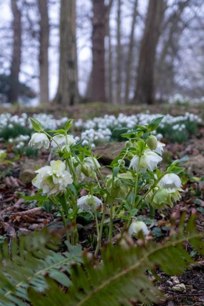 Snowdrops in your garden - when, where and how to plant for success ...