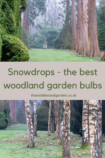 Snowdrops in your garden - when, where and how to plant for success ...