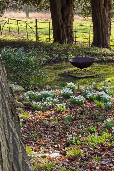 Snowdrops in your garden - when, where and how to plant for success ...