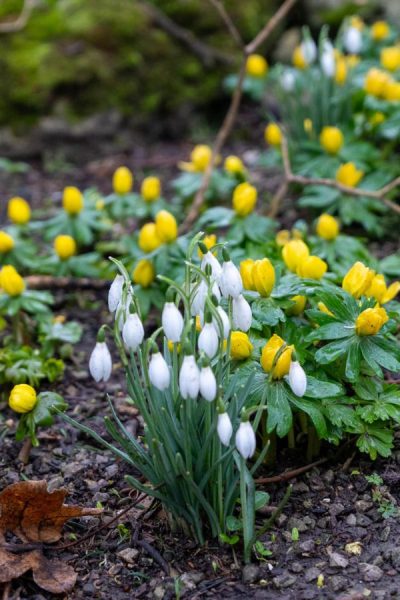 Snowdrops in your garden - when, where and how to plant for success ...