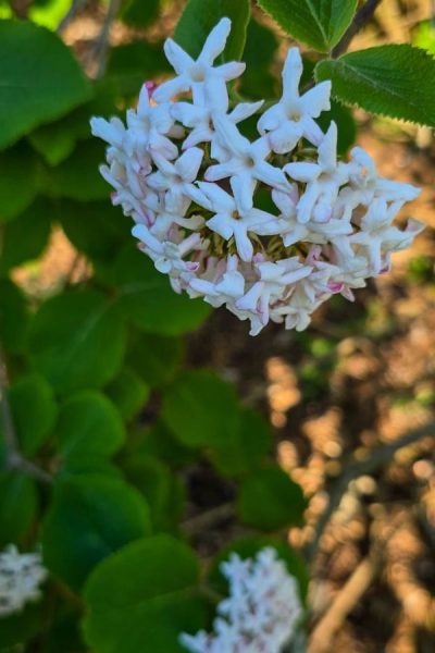12 top scented plants for a year-round fragrant garden to lift or calm ...