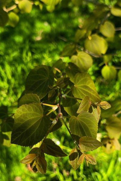 12 top scented plants for a year-round fragrant garden to lift or calm ...