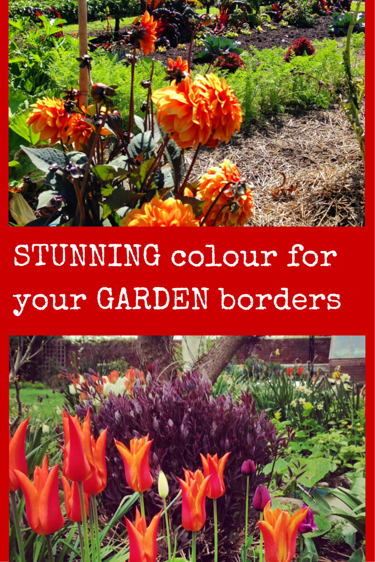 STUNNING colour for your GARDEN borders - The Middle-Sized Garden ...