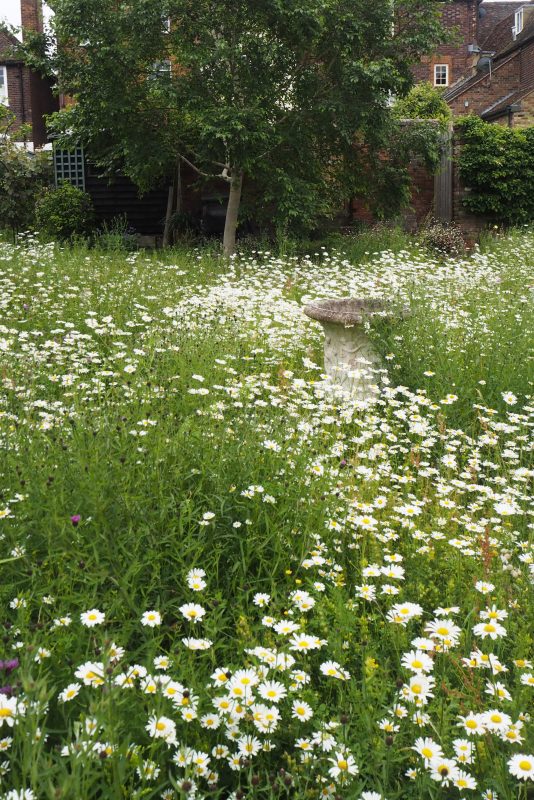 How to create a beautiful mini meadow garden - The Middle-Sized Garden ...