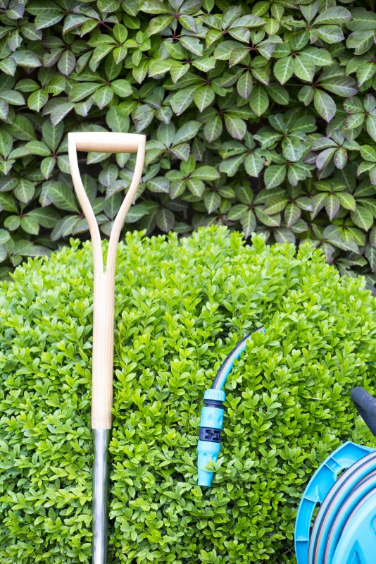 A few of my favourite gardening things... - The Middle-Sized Garden ...