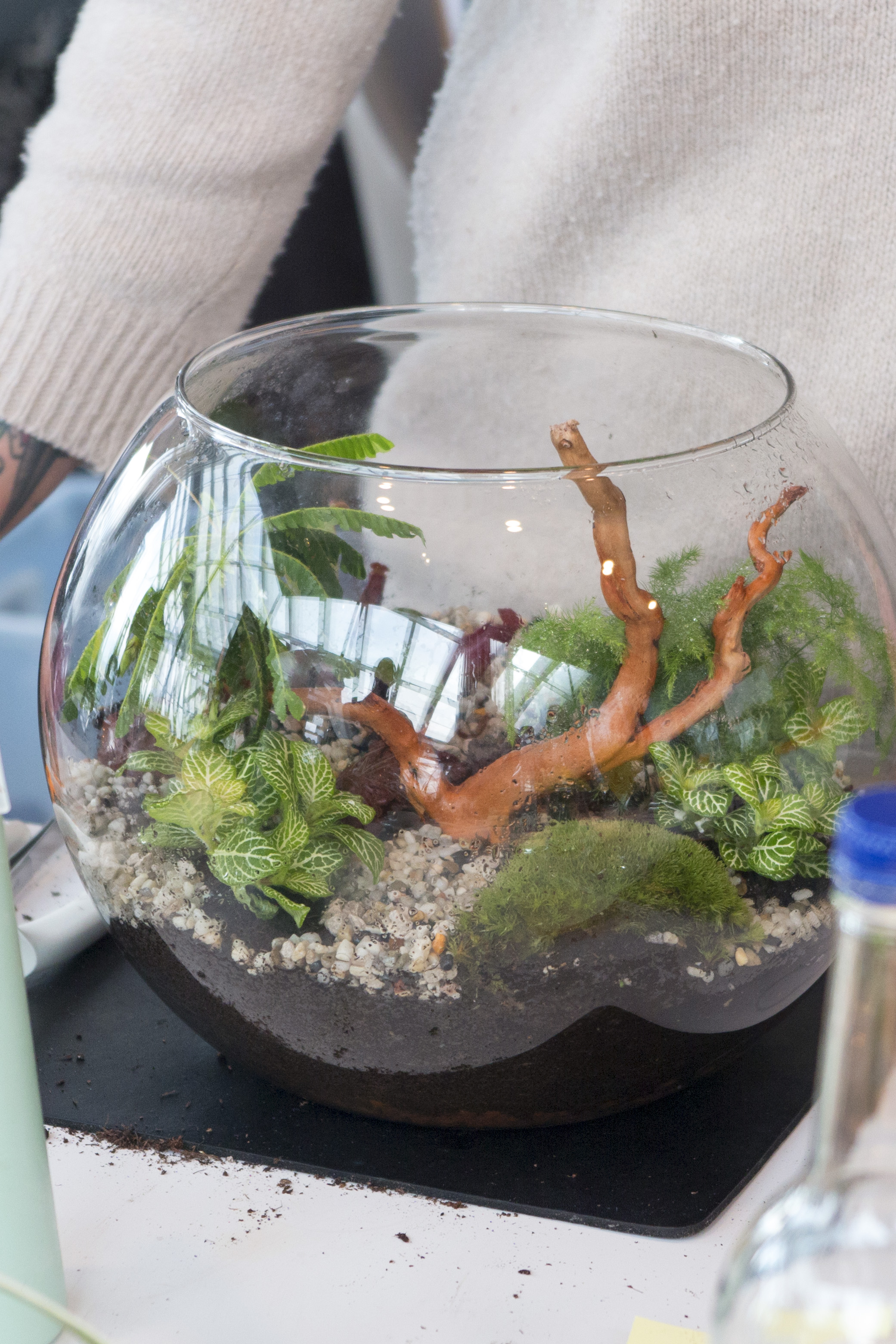 How to make a terrarium that won't die in 6 weeks - The Middle-Sized ...